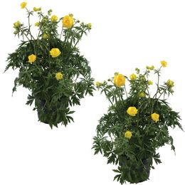 toom Europ&auml;ische Trollblume gelb 13 cm Topf, 2er-Set