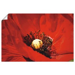 Poster Artland "Roter Mohn", rot (farbe bild(er): rot), B:30cm H:20cm, Bilder, Poster, als Poster in verschied. Gr&ouml;&szlig;en