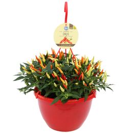 blu Bio-Chili im Ampeltopf &Oslash; 27 cm