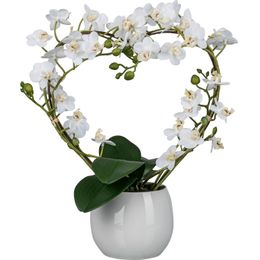 Gasper Kunstpflanze Phalaenopsis