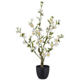 Gasper Kunstpflanze Kirschbl&uuml;te