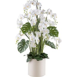 Kunstorchidee Creativ green "Orchidee Phalaenopsis", beige (creme), H:140cm, Kunststoff, Kunstpflanzen, Kunstorchidee, mit Gr&auml;sern und Splitphilo-Bl&auml;ttern