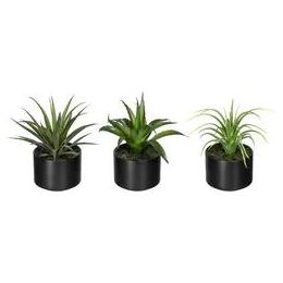 K&uuml;nstliche Zimmerpflanze Creativ green "Set aus Aloe, Agave und Tillandsie", gr&uuml;n, H:15cm, Kunststoff, Kunstpflanzen, K&uuml;nstliche Zimmerpflanze, im Keramiktopf, 3er Set