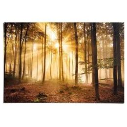Poster Reinders "Erleuchteter Wald", braun (farbe bild(er): braun), B:91,5cm H:61cm, Papier, Bilder, Poster