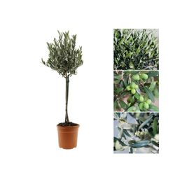 GARDENZO Olivenbaum XL 90-110cm | Gr.: onesize