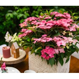 Tchibo - Rispenhortensie &raquo;Bloombuster pink&laquo; - pink
