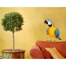 Wandtattoo V&ouml;gel Ara Wandsticker Tiere Wandaufkleber in S-XXL