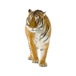 Wandtattoo Tiger No.128 Indischer Tiger Wandsticker Tiere Wandaufkleber in S-XXL