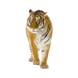Wandtattoo Tiger No.128 Indischer Tiger Wandsticker Tiere Wandaufkleber in S-XXL