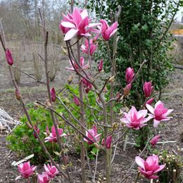 Magnolie 'Starburst ', 5 - 7, 5 Liter, 100 - 125 cm Liefergr&ouml;&szlig;e: 100 - 125 cm