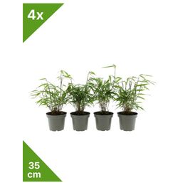 GARDENZO 4er-Set: Fargesia (Schrimbambus) Medium nicht wuchernd | Gr.: onesize