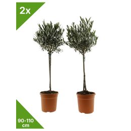 GARDENZO 2er-Set: Olivenb&auml;ume XL 90-110cm | Gr.: onesize