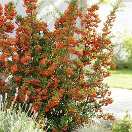 Mittelmeer-Feuerdorn 'Red Star' Liefergr&ouml;&szlig;e: 40 - 60 cm