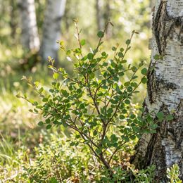 Zwergbirke | Polarbirke C3 30 - 40 cm Liefergr&ouml;&szlig;e: 30 - 40 cm