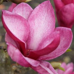Magnolie 'Starburst ', 10 Liter, STA 80 cm Liefergr&ouml;&szlig;e: 80 cm Stamm