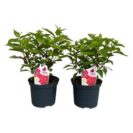 Tchibo - Rispenhortensie &raquo;Bloody Marie&laquo; - creme