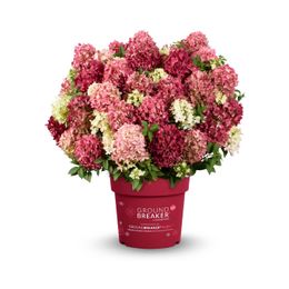 Tchibo - Rispenhortensie &raquo;Groundbreaker Ruby&laquo; - creme