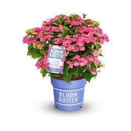 Tchibo - Rispenhortensie &raquo;Bloombuster pink&laquo; - pink
