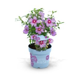 Tchibo - Hibiskusstrauch - rosa