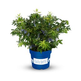Tchibo - Beerenstrauch Kletterblaubeere - dunkelblau