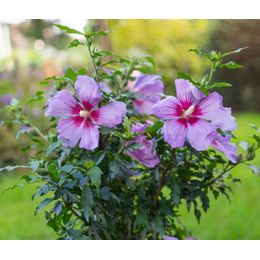 Tchibo - Hibiskusstrauch - rosa