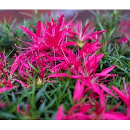 Tchibo - Rhododendron &raquo;Star Style&laquo; - pink