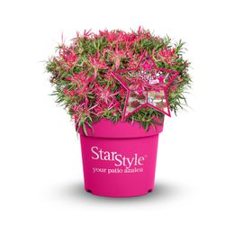 Tchibo - Rhododendron &raquo;Star Style&laquo; - pink