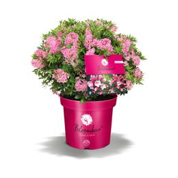 Tchibo - Rhododendron &raquo;Bloombux&laquo; - pink