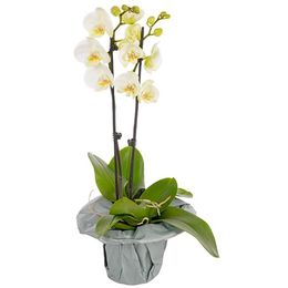 Wei&szlig;e Orchidee im Topf