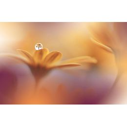 Fototapete papermoon "Zen Wassertropfen mit Blume Makro", bunt, B:5m L:2,8m, Vlies, Tapeten