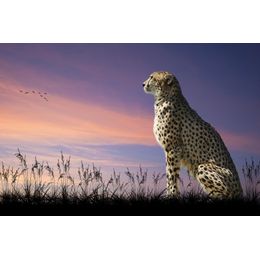 Fototapete papermoon "GEPARD-NATUR L&Ouml;WE TIGER PUMA JAGUAR DSCHUNGEL TIERE XXL", bunt, B:5m L:2,8m, Vlies, Tapeten