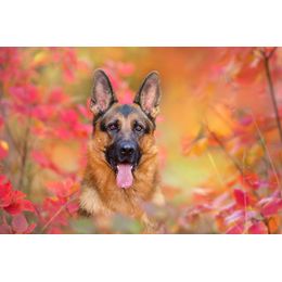 Fototapete papermoon "Hund in Natur", bunt, B:4,5m L:2,8m, Vlies, Tapeten