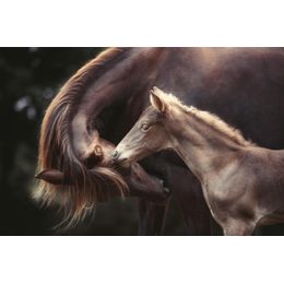 Fototapete papermoon "Photo-Art HEIKE WILLERS, DIE BINDUNG", bunt, B:5m L:2,8m, Vlies, Tapeten