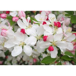 Fototapete papermoon "WEI&szlig;E KIRSCH-BL&Uuml;TEN-BLUMEN PFLANZEN DEKOR NATUR MUSTER", bunt, B:5m L:2,8m, Vlies, Tapeten