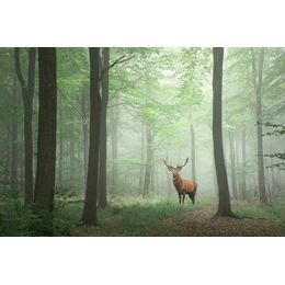 Fototapete papermoon "Hirsch im Wald", bunt, B:5m L:2,8m, Vlies, Tapeten