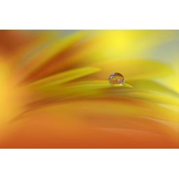 Fototapete papermoon "Zen Wassertropfen mit Blume Makro", bunt, B:5m L:2,8m, Vlies, Tapeten
