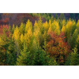 Fototapete papermoon "Wald", bunt, B:5m L:2,8m, Vlies, Tapeten