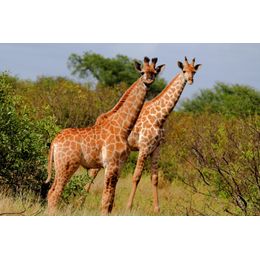 Fototapete papermoon "GIRAFFE-TIERE AFRIKA SAVANNE STEPPE SAHARA B&Auml;UME NATUR", bunt, B:4,5m L:2,8m, Vlies, Tapeten