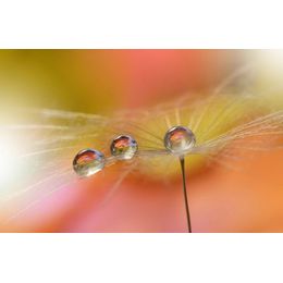 Fototapete papermoon "Zen Wassertropfen mit Blume Makro", bunt, B:4,5m L:2,8m, Vlies, Tapeten