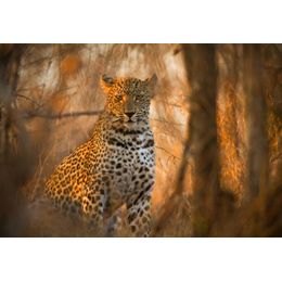 Fototapete papermoon "Leopard in Wald", bunt, B:4,5m L:2,8m, Vlies, Tapeten