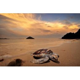 Fototapete papermoon "Schildkr&ouml;te am Strand", bunt, B:4m L:2,6m, Vlies, Tapeten