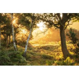Fototapete papermoon "Wald", bunt, B:4,5m L:2,8m, Vlies, Tapeten