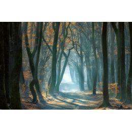 Fototapete papermoon "Photo-Art ELLEN BORGGREVE, KALTES LICHT IM WALD", bunt, B:4,5m L:2,8m, Vlies, Tapeten