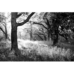 Fototapete papermoon "Wald Schwarz & Wei&szlig;", schwarz (schwarz, wei&szlig;), B:3,5m L:2,6m, Vlies, Tapeten