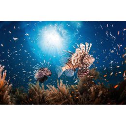 Fototapete papermoon "Photo-Art BARATHIEU GABRIEL, LIONFISH", bunt, B:3,5m L:2,6m, Vlies, Tapeten