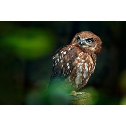 Fototapete papermoon "Brown Wood Owl", bunt, B:5m L:2,8m, Vlies, Tapeten