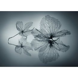 Fototapete papermoon "Photo-Art SHIHYA KOWATARI, EIGNERISCHE SCH&Ouml;NHEIT", bunt, B:3,5m L:2,6m, Vlies, Tapeten