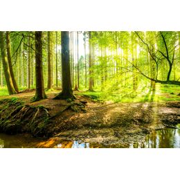 Fototapete papermoon "WALD IM FR&Uuml;HLING SONNENLICHT", bunt, B:3,5m L:2,6m, Vlies, Tapeten