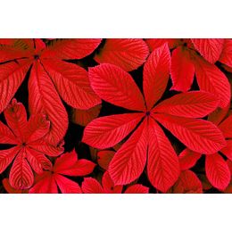 Fototapete papermoon "ROTE HERBST-BL&Auml;TTER-BLUME DEKOR MUSTER PFLANZE ORCHIDEE", bunt, B:4m L:2,6m, Vlies, Tapeten