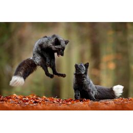 Fototapete papermoon "Schwarze F&uuml;chse im Wald", bunt, B:4m L:2,6m, Vlies, Tapeten